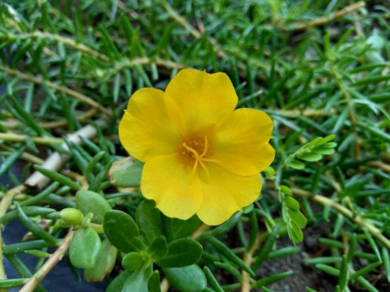 A Kövér porcsin - (Portulaca oleracea) - Gyógynövényeink