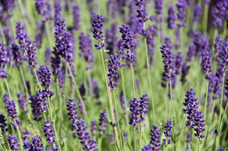 A levendula (Lavandula) gyógyhatásai és felhasználása - Gyógynövényeink