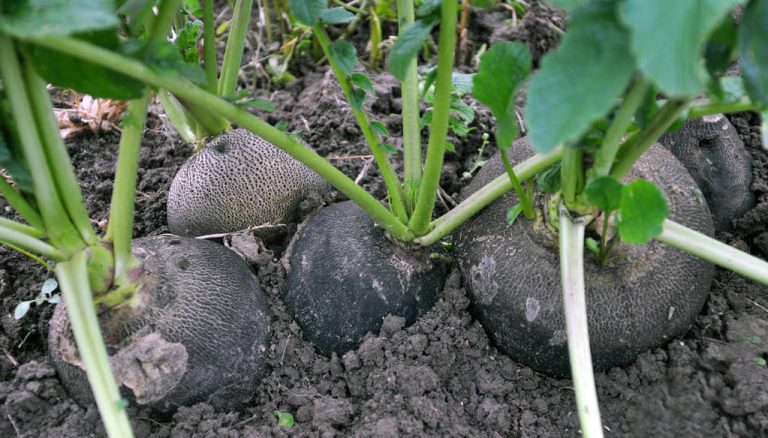 A fekete retek (Raphanus sativus L. var. niger) gyógyhatásai - Gyógynövényeink