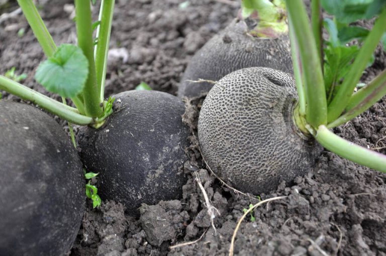 A fekete retek (Raphanus sativus L. var. niger) gyógyhatásai ...