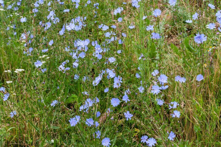 A mezei katáng (Cichorium intybus) gyógyhatásai és alkalmazása ...