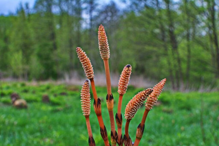Mezei zsurló (Equisetum arvense) gyógyhatásai és hasznosítása ...
